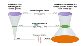 GENETIC VARIATION AND ITS ROLE IN HEALTH / PHARMACOLOGY.pptx