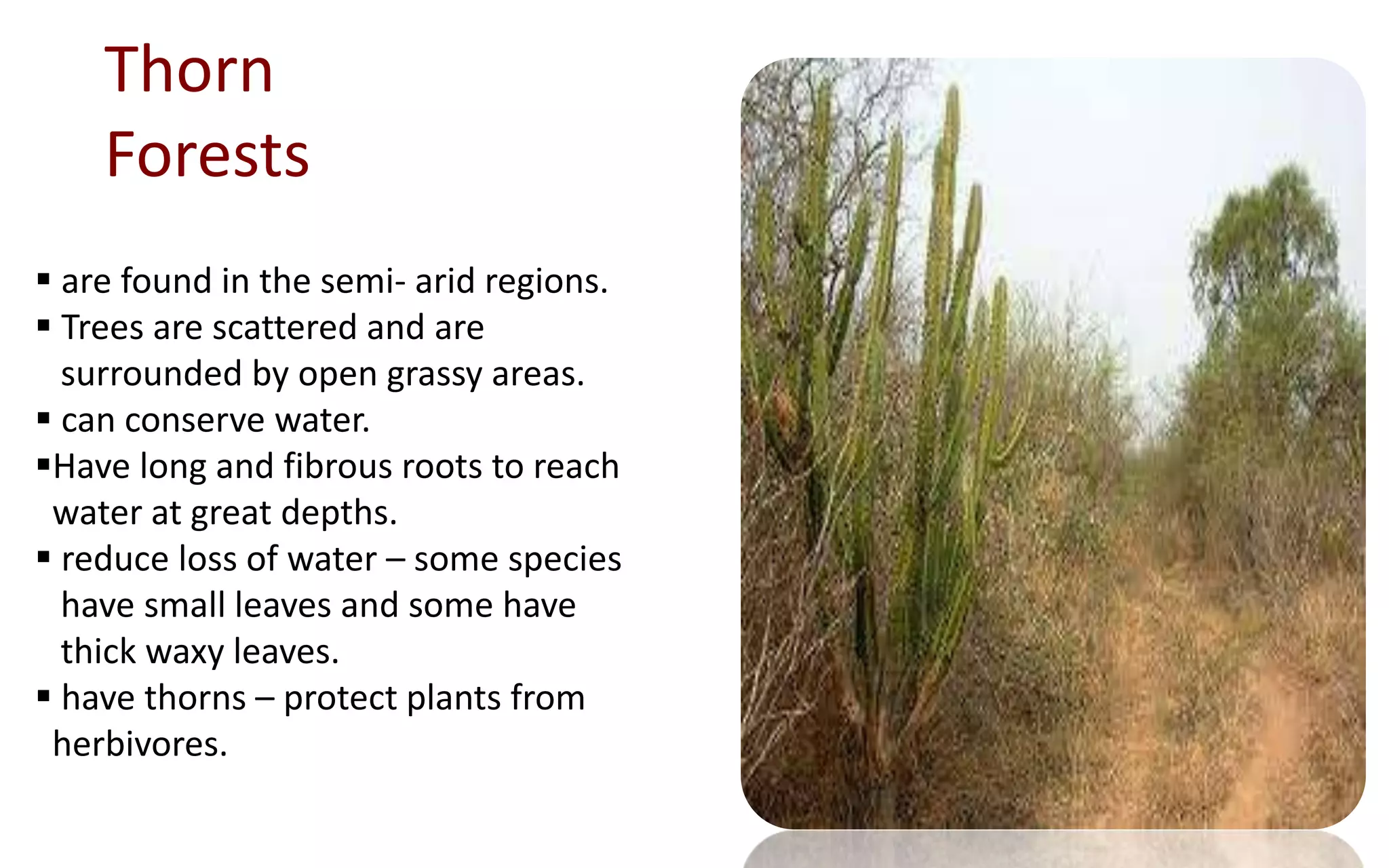 Forest Ecosystem | PPTX