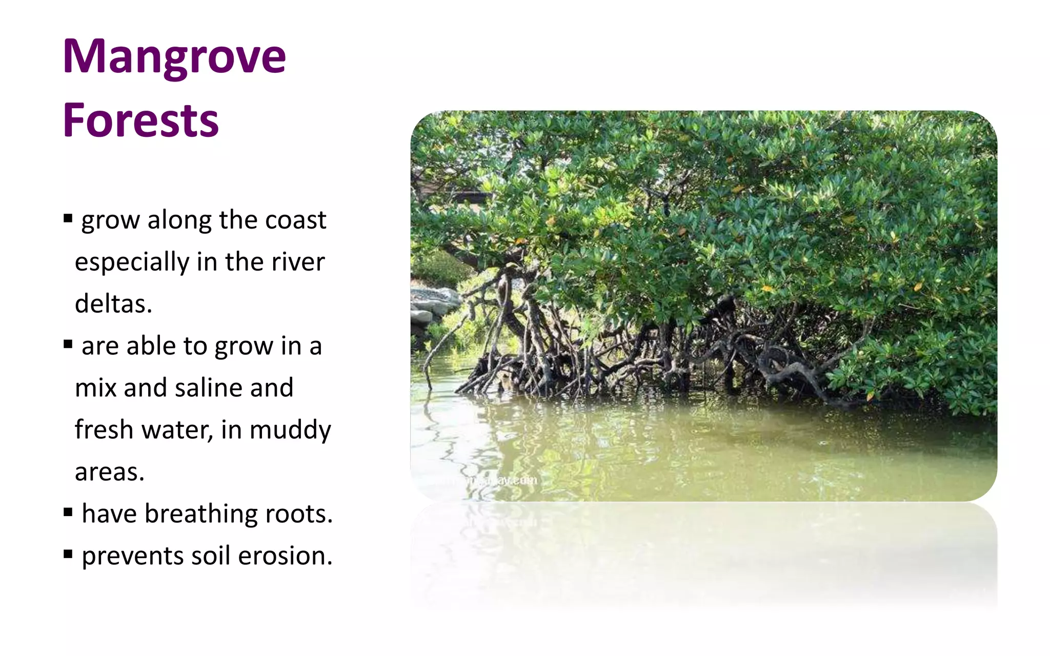 Forest Ecosystem | PPTX | Environment | Science