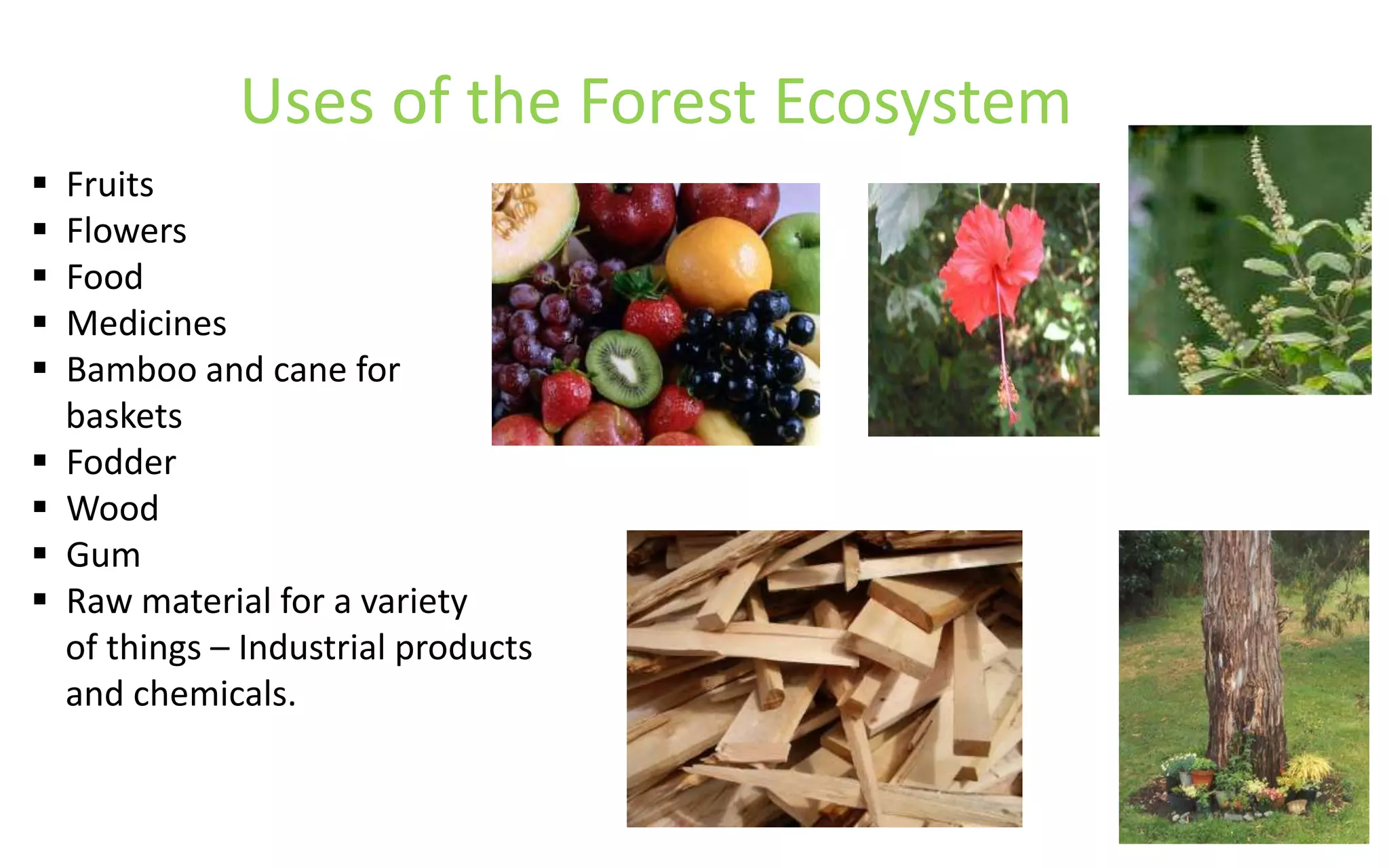Forest Ecosystem | PPTX