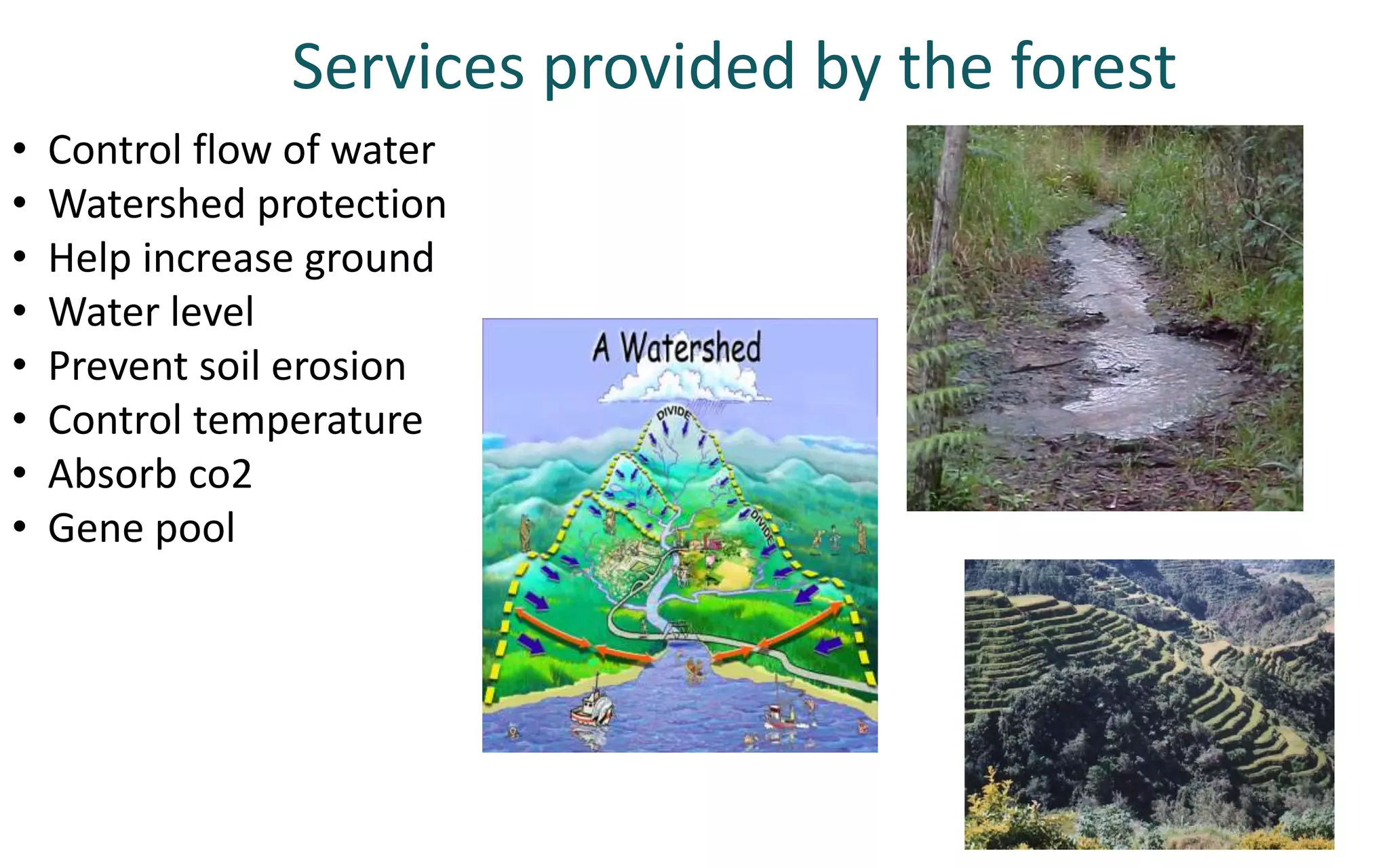 Forest Ecosystem | PPTX