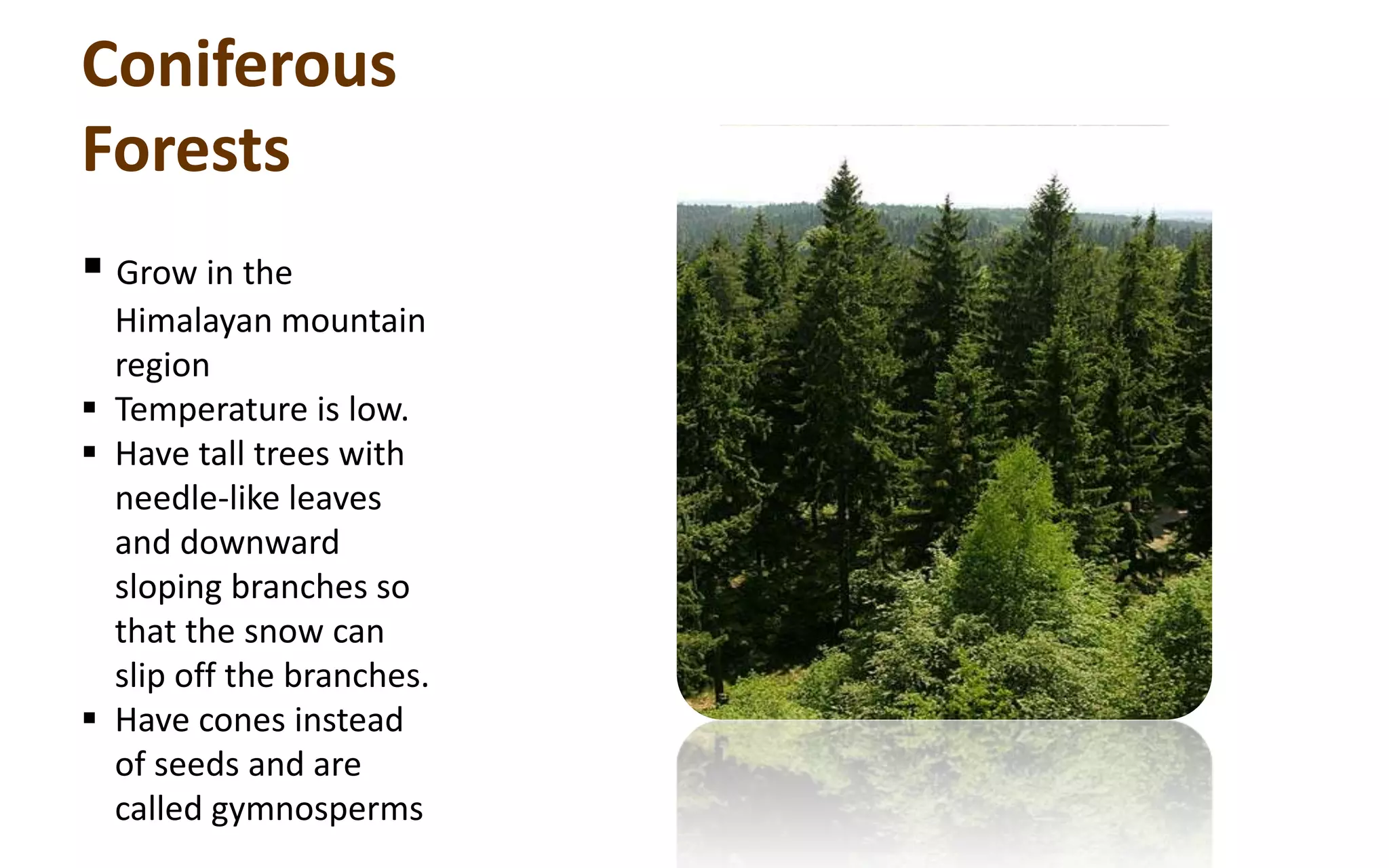 Forest Ecosystem | PPTX