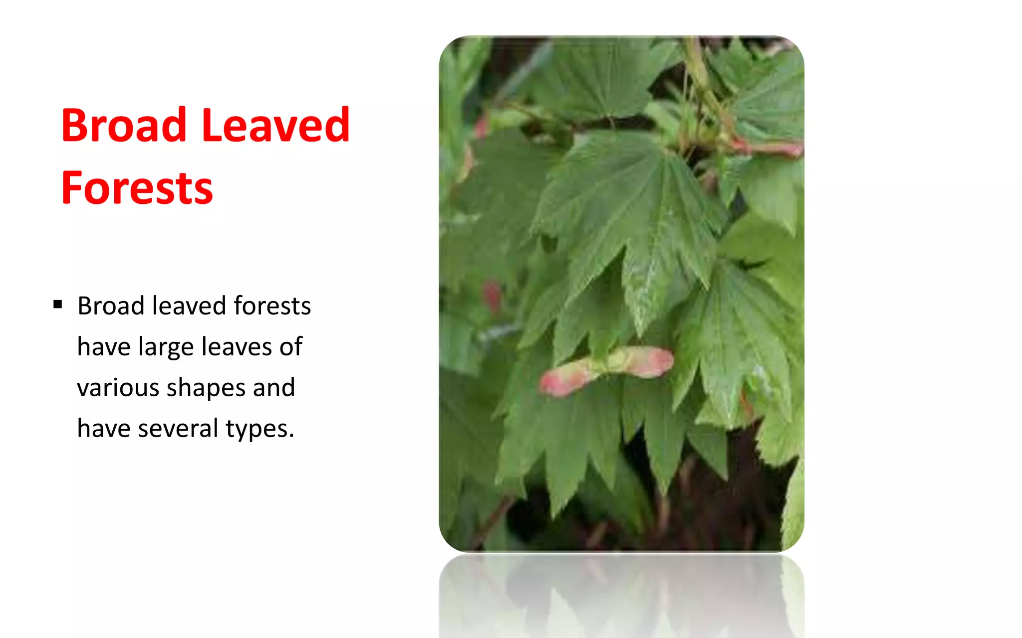 Forest Ecosystem | PPTX