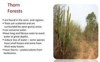 Forest Ecosystem | PPTX