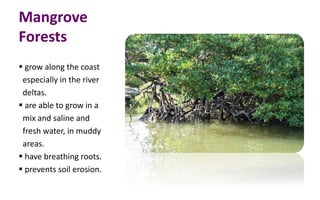 Forest Ecosystem | PPTX