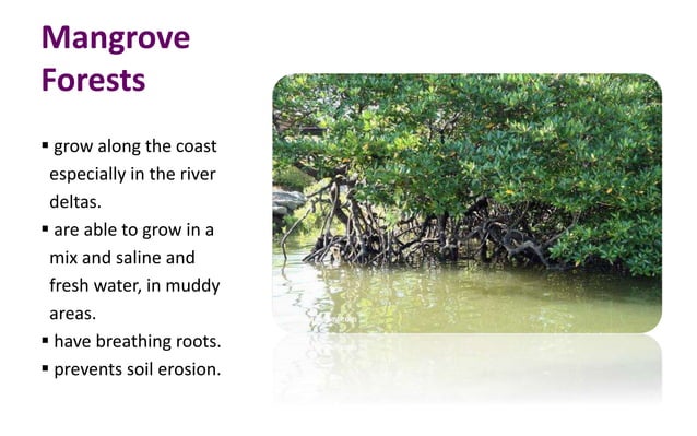 Forest Ecosystem | PPTX | Environment | Science