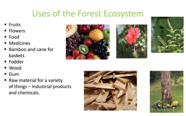 Forest Ecosystem | PPTX | Environment | Science