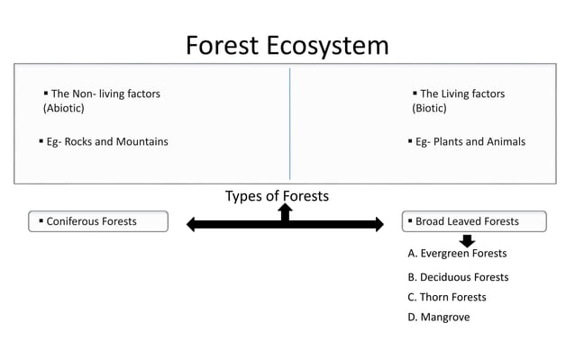 Forest Ecosystem | PPTX | Environment | Science