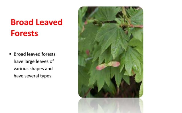 Forest Ecosystem | PPTX | Environment | Science