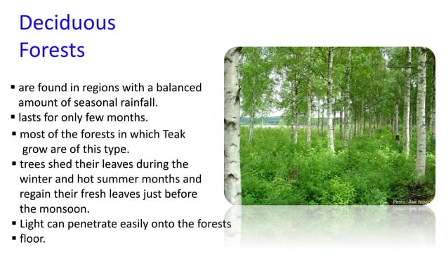Forest Ecosystem | PPTX | Environment | Science