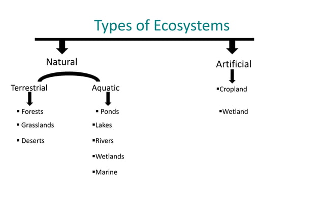 Forest Ecosystem | PPT