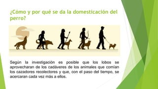 Evolución del Perro Domesticado | PPT