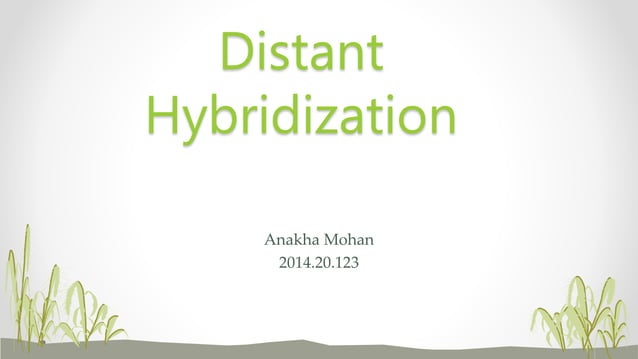 DISTANT HYBRIDISATION BY ANAKHA MOHAN PLANT BREEDING | PPTX