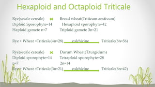 DISTANT HYBRIDISATION BY ANAKHA MOHAN PLANT BREEDING | PPTX