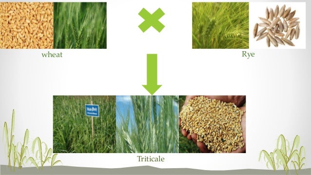 DISTANT HYBRIDISATION BY ANAKHA MOHAN PLANT BREEDING