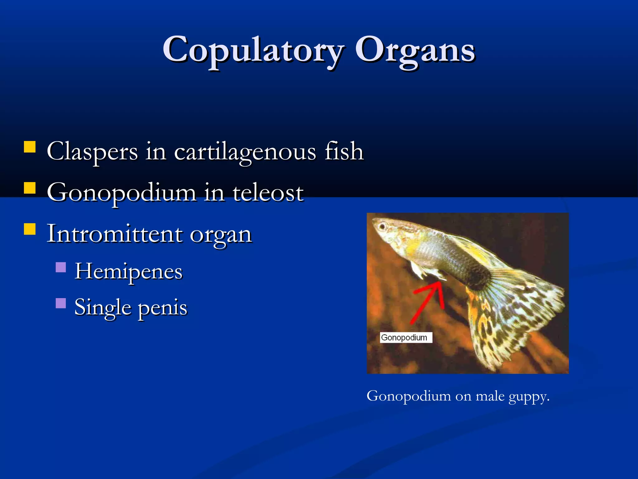 Anakom urogenital | PPT