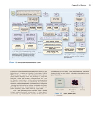 Ana_Lab activities for a lab tieuse-3-Tissues.pdf