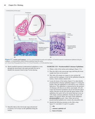 Ana_Lab activities for a lab tieuse-3-Tissues.pdf