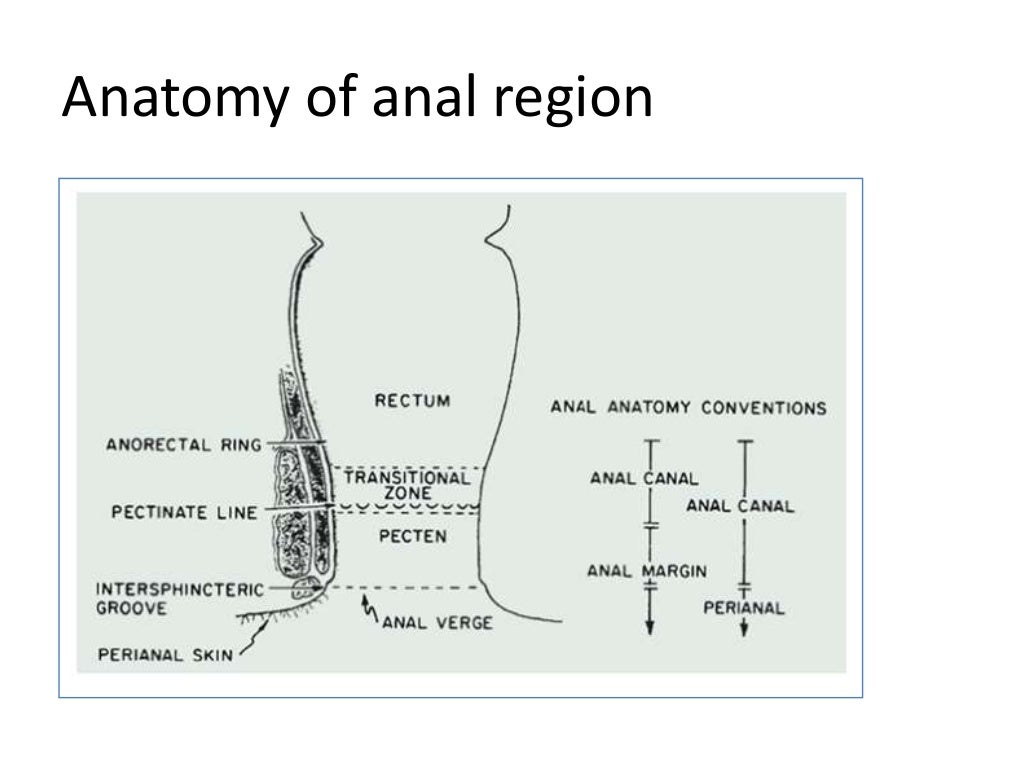 Anal canal