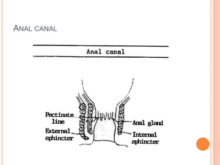 Pectinate Line Histology