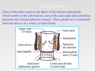 Anal Canal.pptx