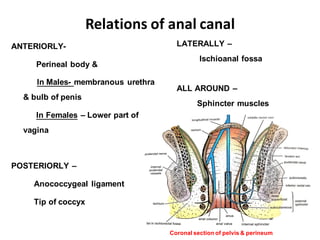 analcanal anatomy (aspects of surgery) well described | PPT