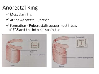 Anal Canal-WPS Office.pptx
