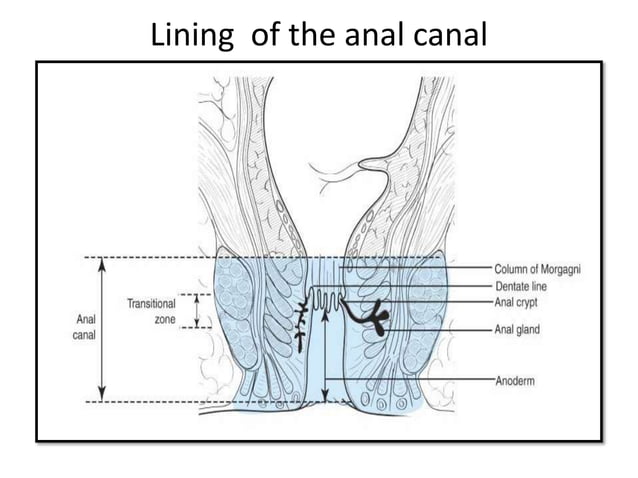 Anal Canal Surgical Anatomy Pilonidal Sinus Ppt