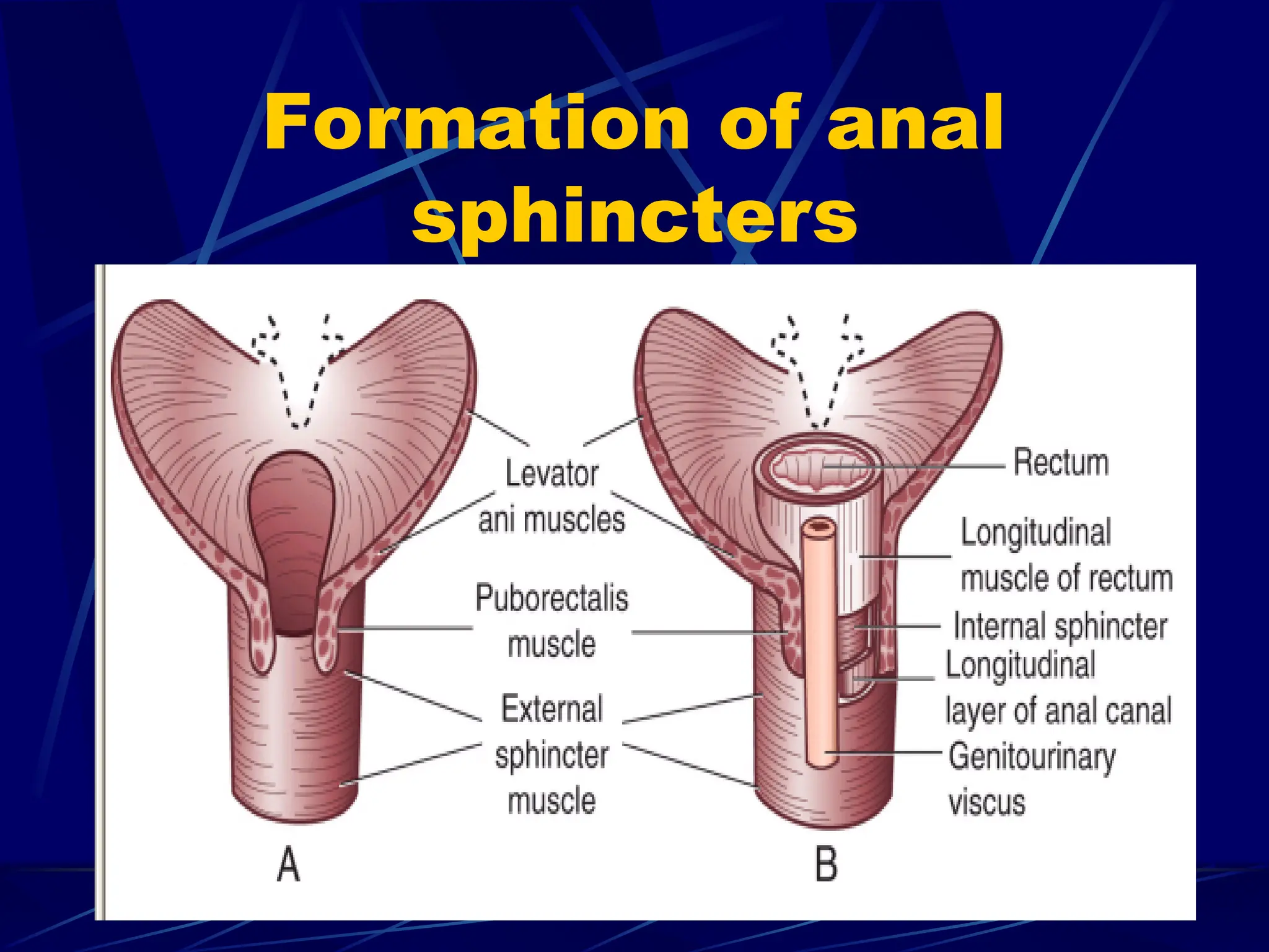 Anal fissure non surgical tt the lect.ppt