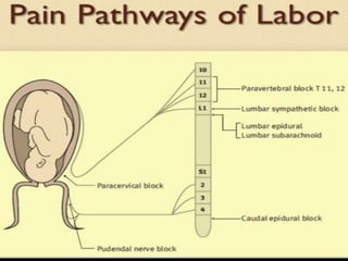 Analgesia and anesthesia in labor | PPTX