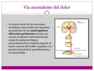 Analgésicos | PPTX