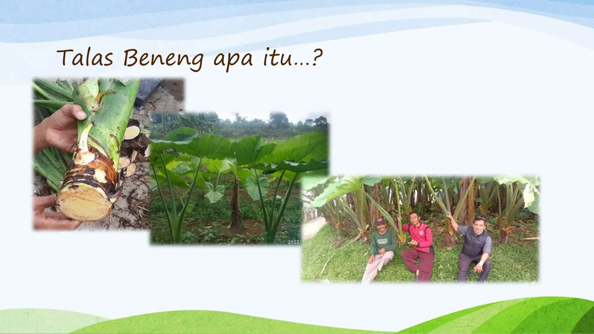ANALISA DAN BUDIDAYA TALAS BENENG.pptx