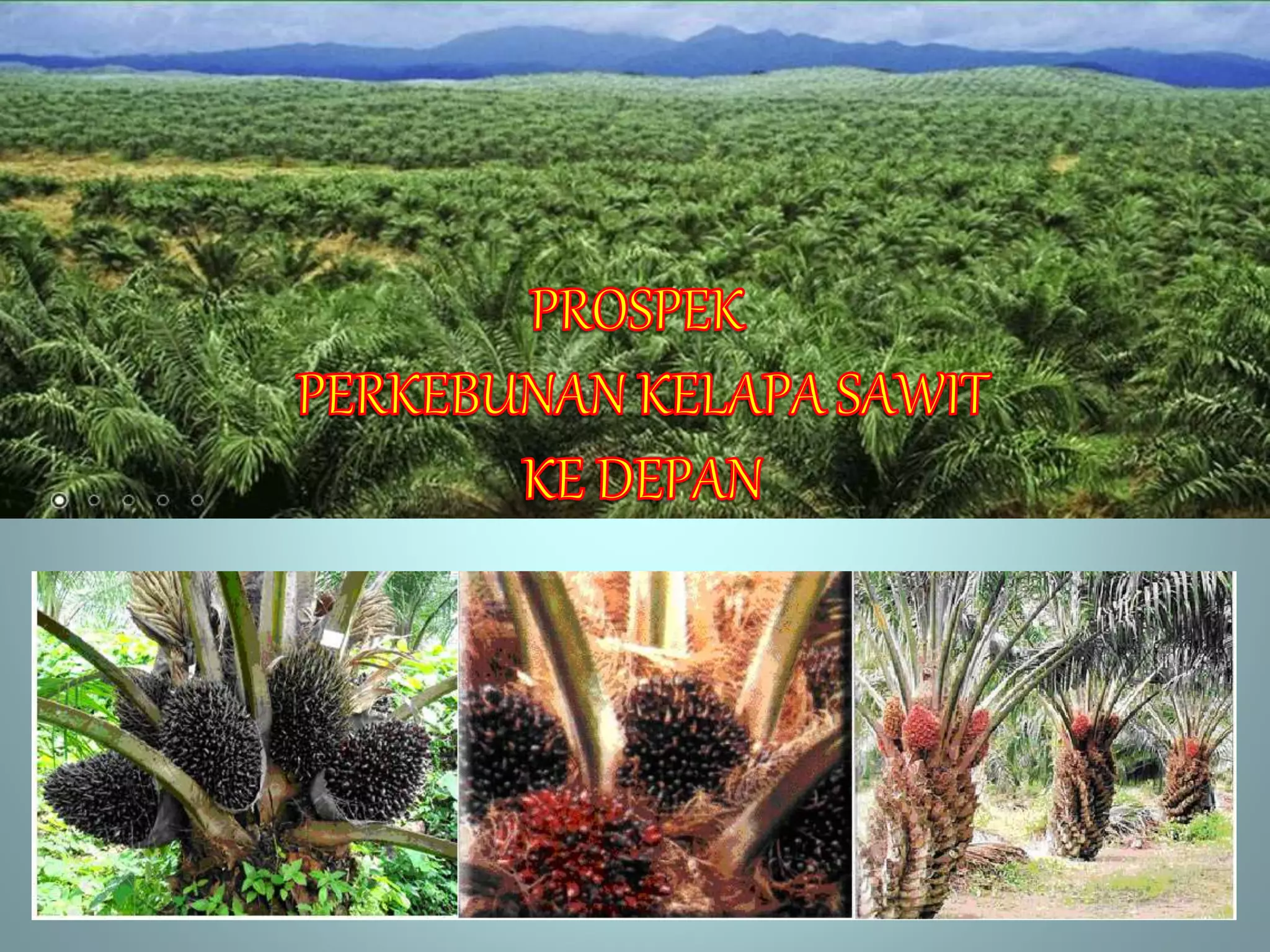 ANALISA SAWIT.pptx