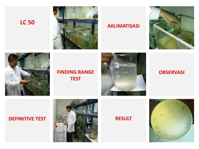 Toxicity Analysis, LD50, LC50, Chronic Toxic | PPTX