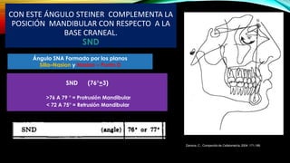 Analisis CEFALOMETRICO DE STEINER DONDE OBSERVACIONES DIFERENTES PLANOS ...