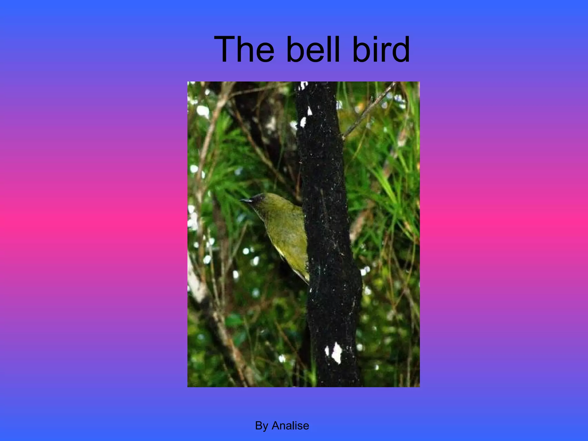 Analise t the bell bird | PPT