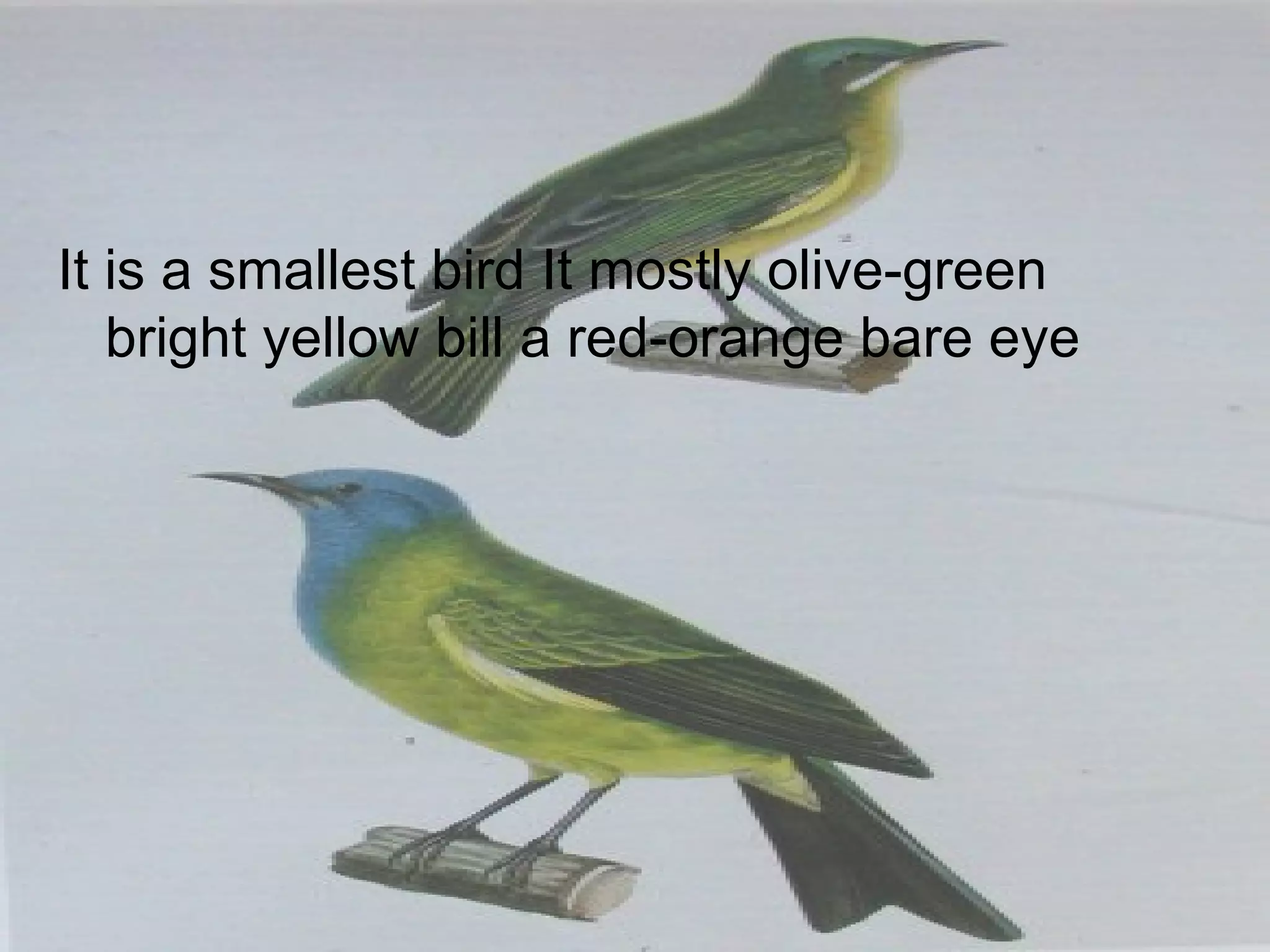 Analise t the bell bird | PPT
