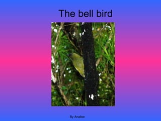 Analise t the bell bird | PPT