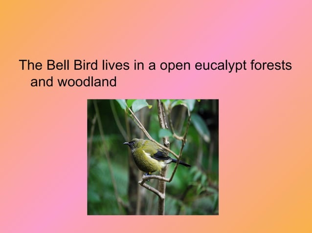 Analise t the bell bird | PPT