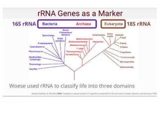 Analisis 16S dan 18S rRNA.ppt