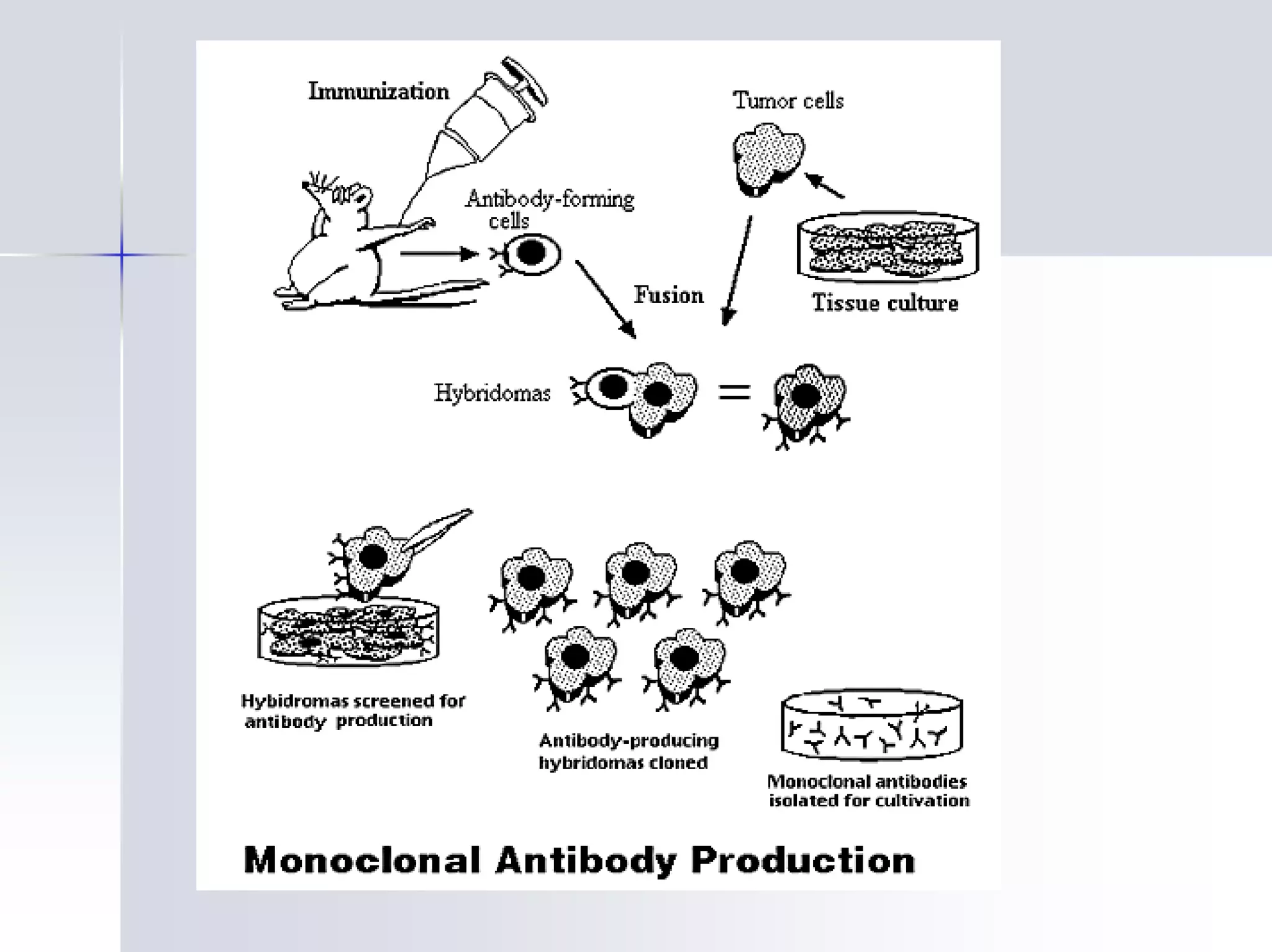 Analisis Imunokimia | PDF