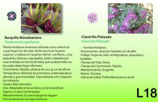 Analisis paisajismo | PPTX