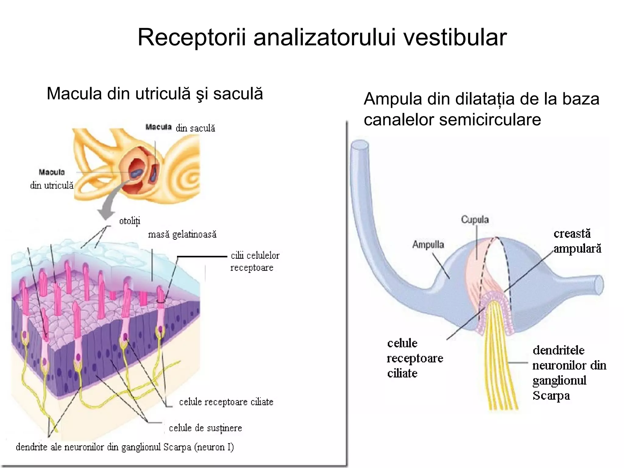 analizator acustico-vestibular | PPT
