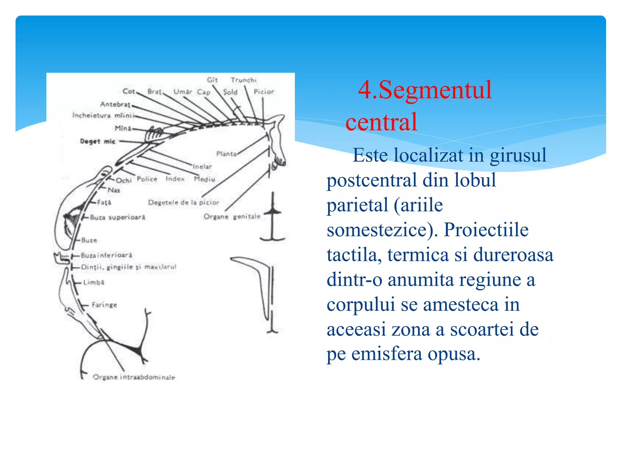 Analizatorul cutanat | PPTX