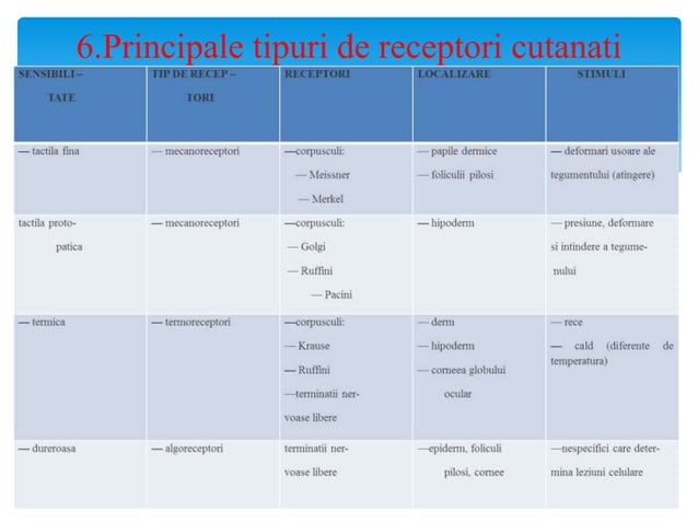 Analizatorul cutanat | PPTX