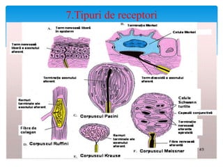 Analizatorul cutanat | PPTX