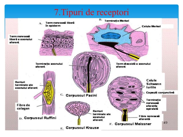 Analizatorul cutanat | PPTX