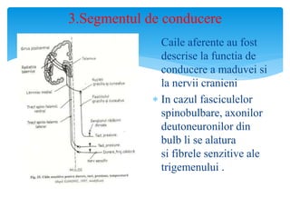 Analizatorul cutanat | PPTX