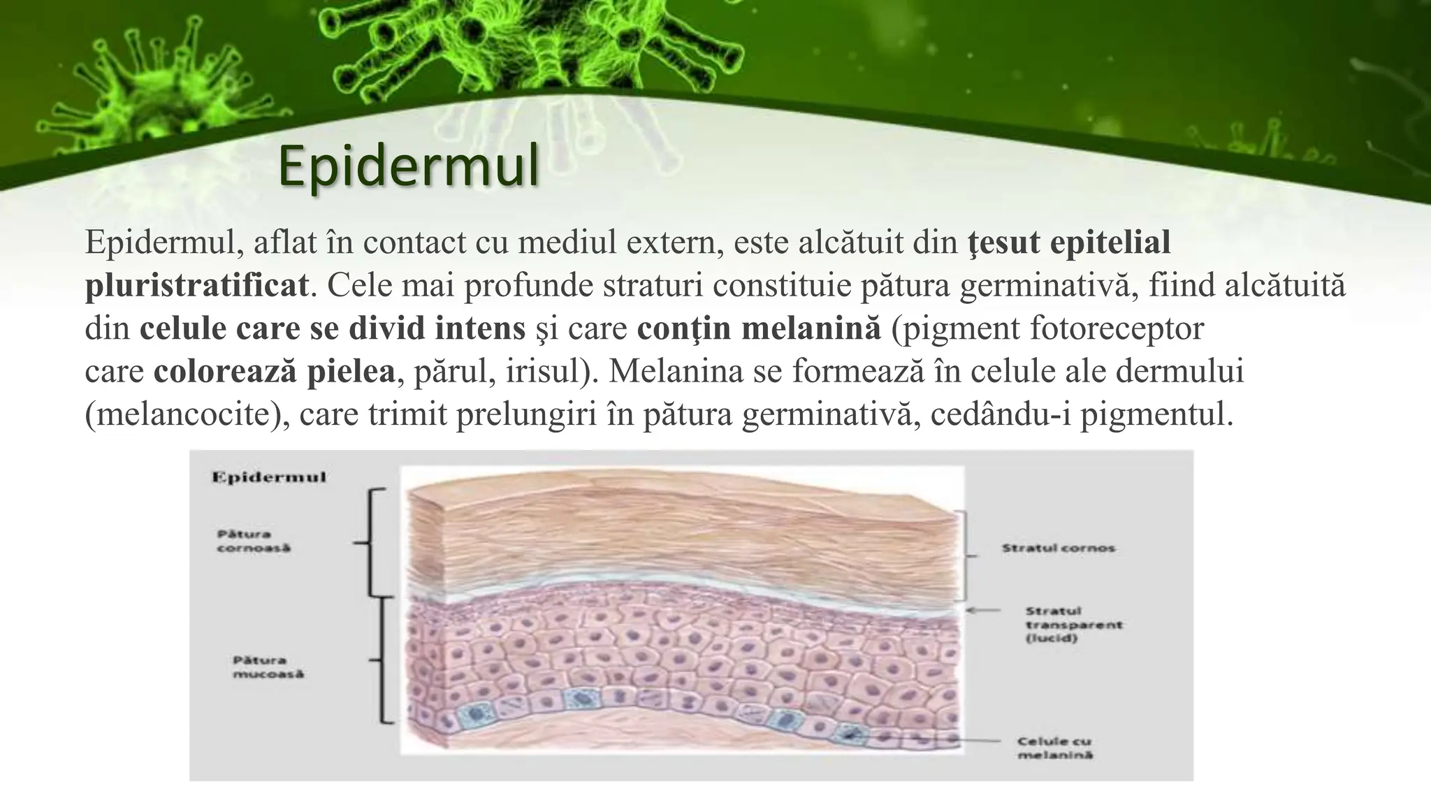 Analizatorul cutanat prezentare.pptx