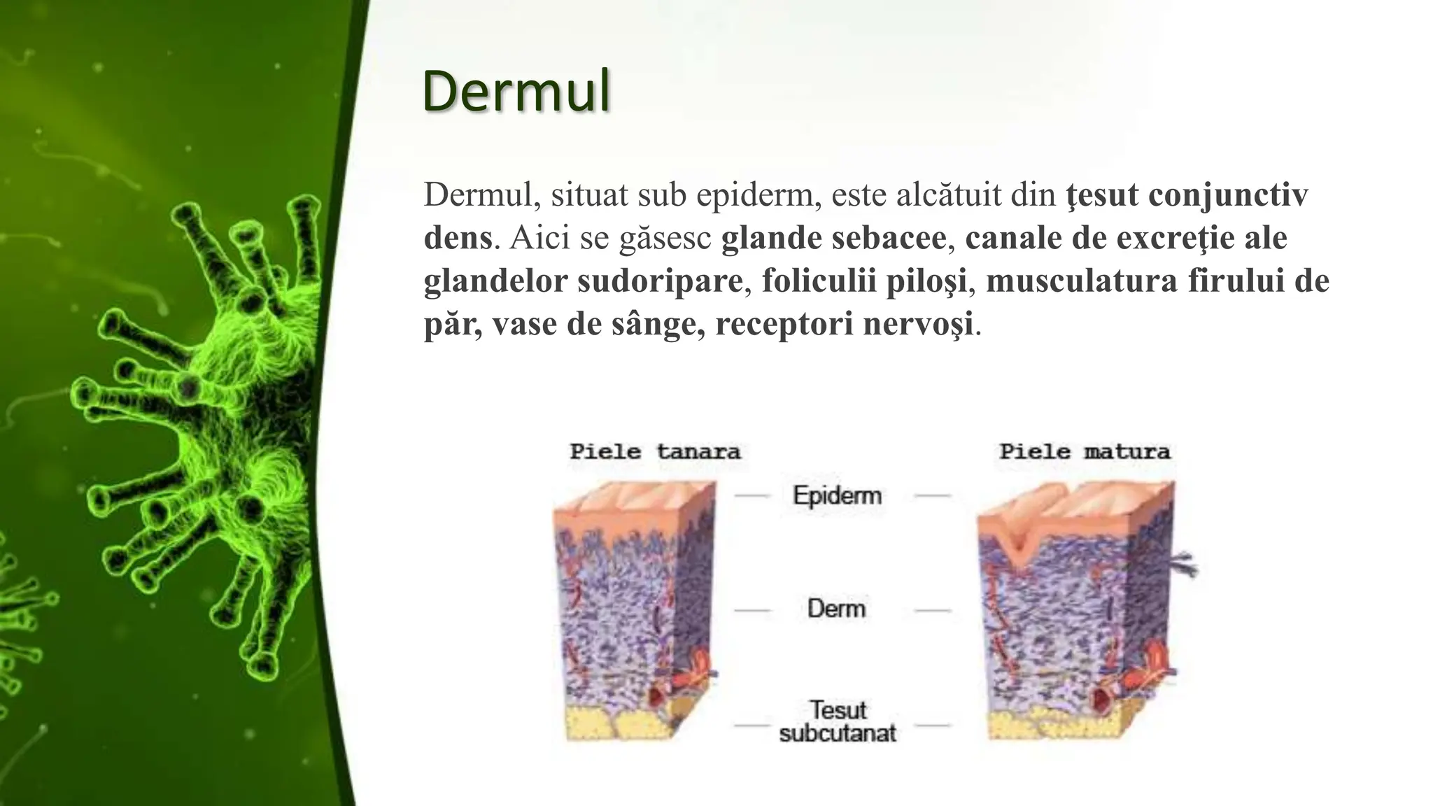 Analizatorul cutanat prezentare.pptx